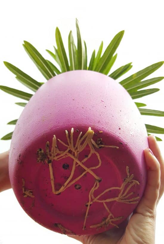 ¿Cuándo y cómo trasplantar suculentas? - Succulent Avenue