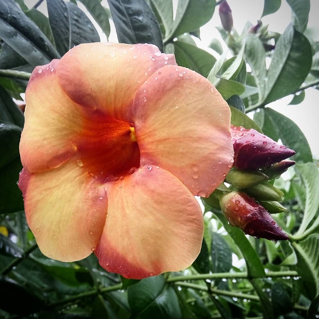 Canario (Allamanda) Usos y cuidados - Succulent Avenue