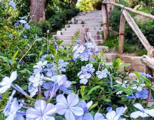 Isabel Segunda (Jazmín azul) – Usos y Cuidados - Succulent Avenue