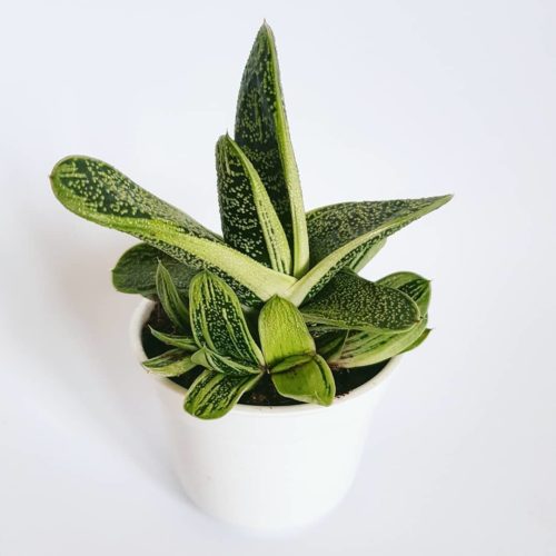 Gasteria - Guía completa de cuidados - Succulent Avenue