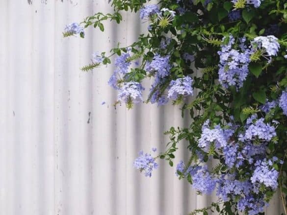 Isabel Segunda (Jazmín azul) – Usos y Cuidados - Succulent Avenue