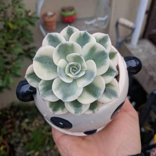 Qué son las suculentas variegadas - Succulent Avenue