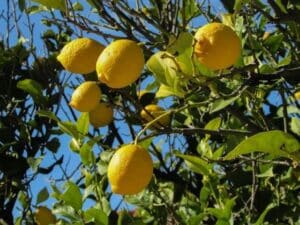 Oídio en el limonero - Succulent Avenue