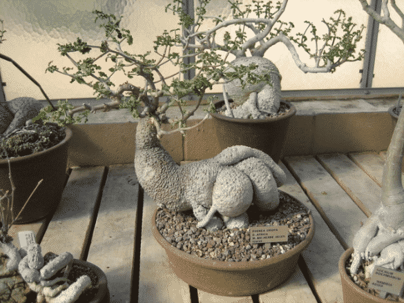 Fockea capensis - Su historia y cuidados - Succulent Avenue