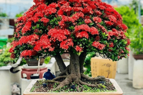 Palmera enana - Guía de cuidados - Succulent Avenue